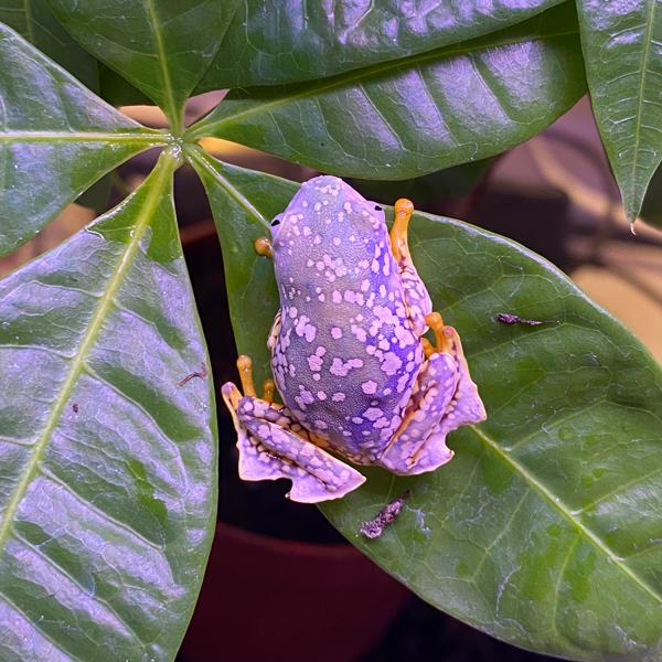 ■種類：ケンランフリンジアマガエル■原産国：ドイツ■発送個体：CB（人工飼育下で繁殖した個体です）■体長：40〜70ｃｍ■寿命：約5-10年※画像の個体をお送りいたします（約3ｃｍ）《飼育方法》■飼育環境：樹上性のカエルなので高さが確保でき...