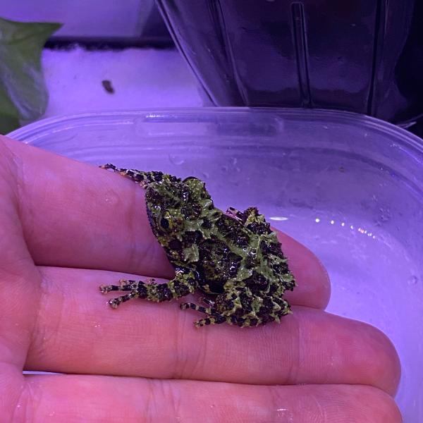 ■種類：コガタコケガエル■原産国：国内■発送個体：CB■体長：約4-5ｃｍ（成体時）※画像の個体の中からお送りいたします（3ｃｍ）。発送時点で元気な個体を厳選してお送りいたします。《飼育方法》■ベトナム〜中国に生息する樹上性のカエルです。そ...