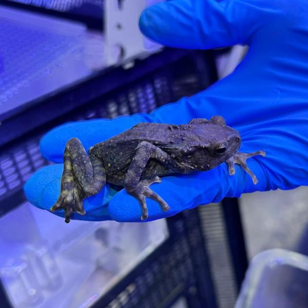 ■マレーキノボリガマ■原産国：EUCB（人工飼育下で繁殖した個体です）■体長：約10ｃｍ前後■寿命：約10〜15年※画像の中の個体からお送りいたします。サイズは5cm前後です。発送時点で元気な個体を厳選してお送りいたします。ヒキガエル科の中...