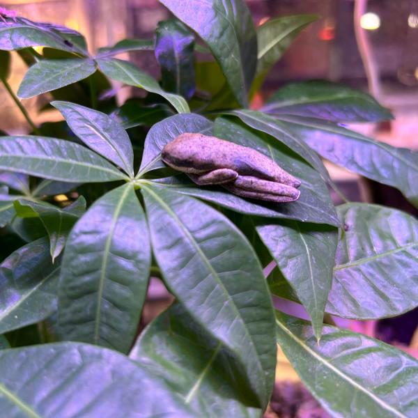 ■種類：テヅカミネコガエル■原産国：スリナム■発送個体：WD■体長：約3〜4cm（成体時）※画像はお送りする個体の一部です。発送時点で元気な個体（4ｃｍ）を厳選してお送りいたします。《飼育方法》■木の上で生活するのが特徴。昼間は葉に擬態しな...