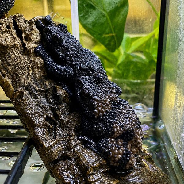 ■種類：ヤミイロコケガエル(リャボフクロコケガエル)■原産国：ベトナム■発送個体：WC■体長：6-7ｃｍ（成体時）■寿命：5〜10年※画像はお送りする個体の一部です（5-6ｃｍ）発送時に元気な個体からお送りしていきます飼育方法■飼育環境：2...