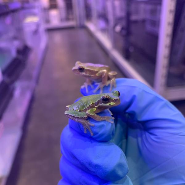■種類：シナアマガエル■原産国：中国■発送個体：WC■体長：約5cm（成体時）※画像はお送りする個体の一部です（約3ｃｍ）。発送時点で元気な個体を厳選してお送りいたします。飼育方法■飼育環境：樹上棲のため、高さのあるケージを用意します。床材...