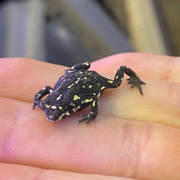 ■種類：ステルツナーヒキガエル■原産国：国内■発送個体：CB■体長：約2-3cm（成体時）※画像はお送りする個体の一部です。発送時点で元気な個体（約1.5cm）を厳選してお送りいたします《飼育方法》■飼育環境：湿度が高くなりすぎないよう通気...