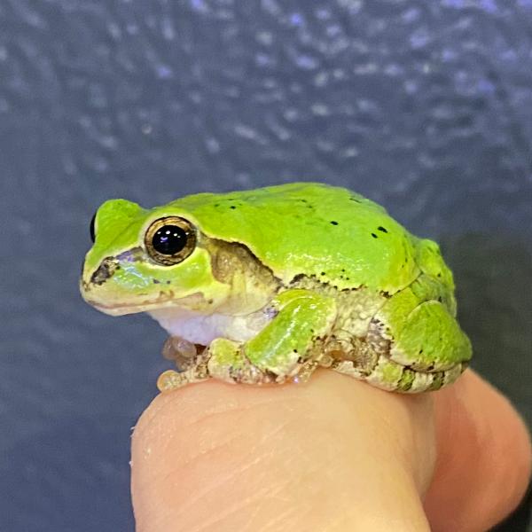 ■種類：二ホンアマガエル■原産国：日本■発送個体：WC■最大体長：30〜40ｍｍ■寿命：約5年※お送りする個体は画像の中から発送いたします（約3cm)。発送時点で元気な個体を厳選してお送りいたします飼育方法■飼育環境：植物があるビバリウムで...