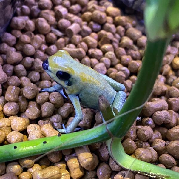 ■種類：モウドクフキヤヤドクガエル（ミント）■原産国：ドイツ■発送個体：CB（人工飼育下で繁殖した個体です）■体長：4〜5cm（成体時）■寿命：5〜10年※画像の個体からお送りいたします。発送時に元気な個体から発送いたします。飼育方法■飼育...