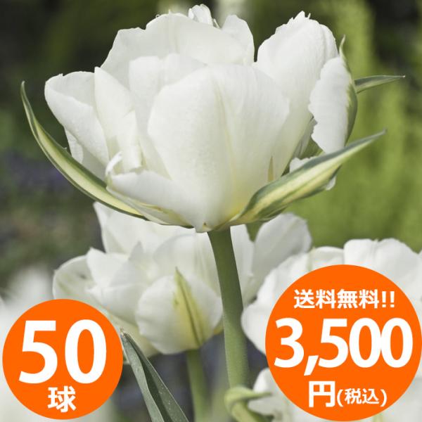 春の訪れを彩ります。50球の球根がセットになっており、鉢やプランターで楽しむほか、1平方メートルの花壇を簡単に作ることができます。これからの季節、花壇に植えるだけで、春には美しいチューリップが咲き誇り、庭全体が華やかになります。手軽に植えら...