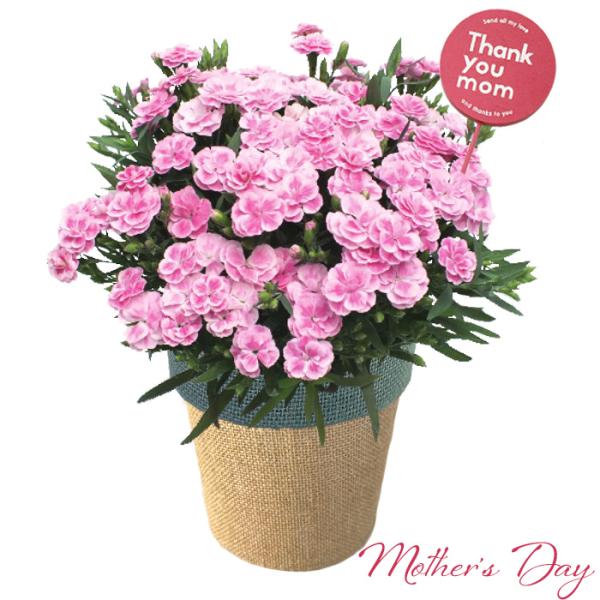 ★★★【ご確認下さい】5/7(木)〜5/10(日)のいずれかでお届けします。★★★母の日は「カーネーション　レッド」で！お花の好きなお母さんはきっと大喜び！