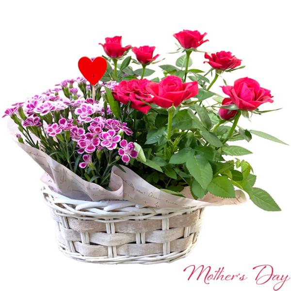 ★★★【ご確認下さい】5/7(木)〜5/10(日)のいずれかでお届けします。★★★可愛いピンクキッスとミニバラのバスケット！お花の好きなお母さんはきっと大喜び！