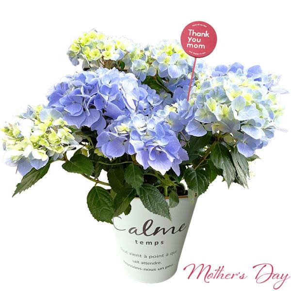 ★★★【ご確認下さい】5/7(木)〜5/10(日)のいずれかでお届けします。★★★　　母の日は「アジサイ」で！お花の好きなお母さんはきっと大喜び！当店オリジナルバスケットに入れてお届けします。