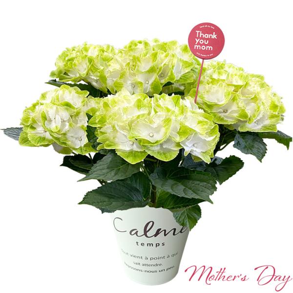 ★★★【ご確認下さい】5/7(木)〜5/10(日)のいずれかでお届けします。★★★母の日は「アジサイ　フローズンマスカット」で！お花の好きなお母さんはきっと大喜び！当店オリジナルバスケットに入れてお届けします。