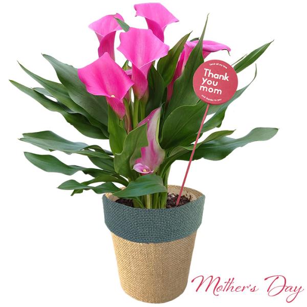 ★★★【ご確認下さい】5/7(木)〜5/10(日)のいずれかでお届けします。★★★　　母の日は「カラー」で！お花の好きなお母さんはきっと大喜び！当店オリジナルバスケットに入れてお届けします。