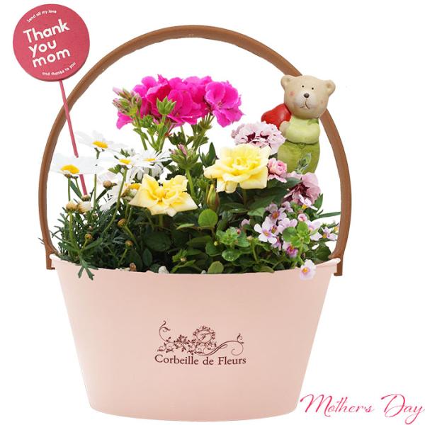 ★★★【ご確認下さい】5/7(木)〜5/10(日)のいずれかでお届けします。★★★母の日は「寄せ植え」で決まり！お花の好きなお母さんはきっと大喜び！