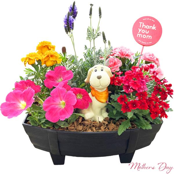 ★★★【ご確認下さい】5/7(木)〜5/10(日)のいずれかでお届けします。★★★母の日は「寄せ植え」で決まり！お花の好きなお母さんはきっと大喜び！