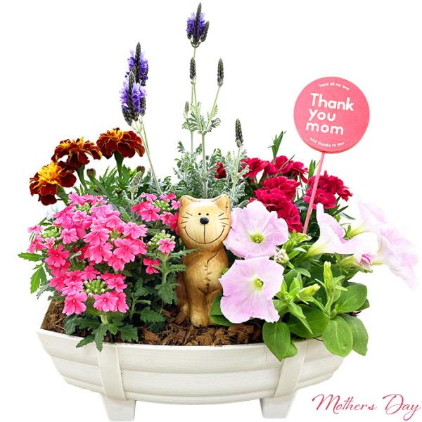 ★★★【ご確認下さい】5/7(木)〜5/10(日)のいずれかでお届けします。★★★母の日は「寄せ植え」で決まり！お花の好きなお母さんはきっと大喜び！