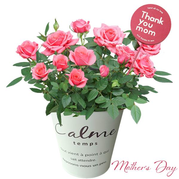 ★★★【ご確認下さい】5/7(木)〜5/10(日)のいずれかでお届けします。★★★　　母の日は「ミニバラ」で！お花の好きなお母さんはきっと大喜び！オリジナルバスケットに入れてお届けします。