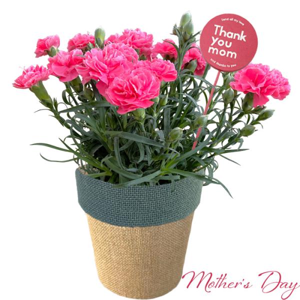 ★★★【ご確認下さい】5/7(木)〜5/10(日)のいずれかでお届けします。★★★母の日は「カーネーション　ピンク」で！お花の好きなお母さんはきっと大喜び！
