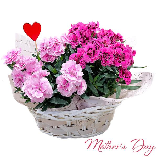 ★★★【ご確認下さい】5/7(木)〜5/10(日)のいずれかでお届けします。★★★極上ガーデンカーネーションダブルバスケット！お花の好きなお母さんはきっと大喜び！