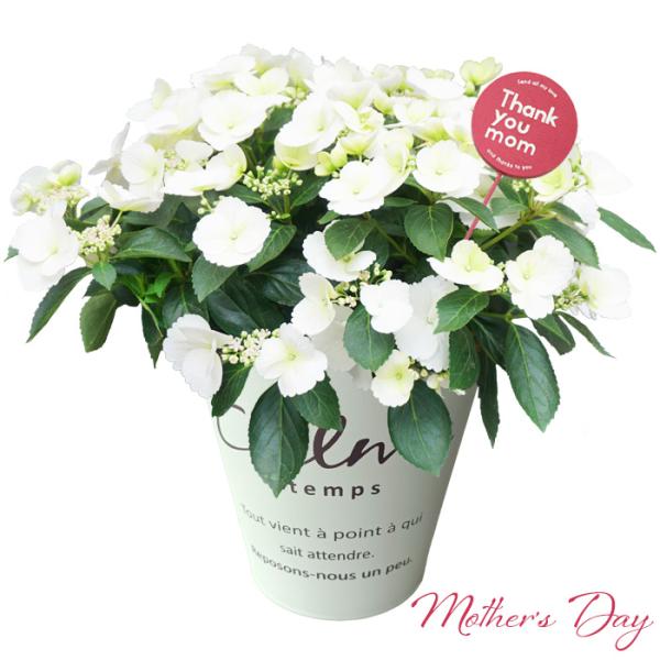 ★★★【ご確認下さい】5/7(木)〜5/10(日)のいずれかでお届けします。★★★　　母の日は「アジサイ」で！お花の好きなお母さんはきっと大喜び！当店オリジナルバスケットに入れてお届けします。