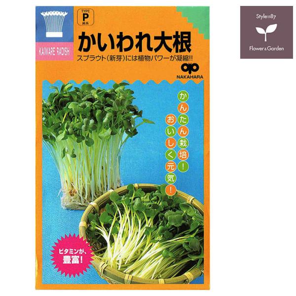 四季を通じていつでも、どこでも栽培出来るラディッシュのスプラウト。カロチンやビタミンC、ビタミンKが多い。抗酸化、抗菌作用があり、よく噛んで食べると酵素反応が活発化して効果を増す。