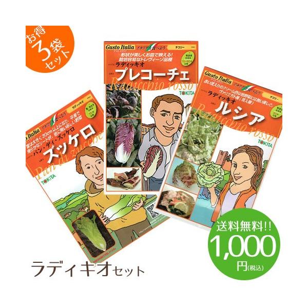 プレコーチェ（トレヴィーゾ品種）、ルシア（キオッジャ種）、ズッケロ（約30ｃｍの長い葉）のラディキオ3品種セット