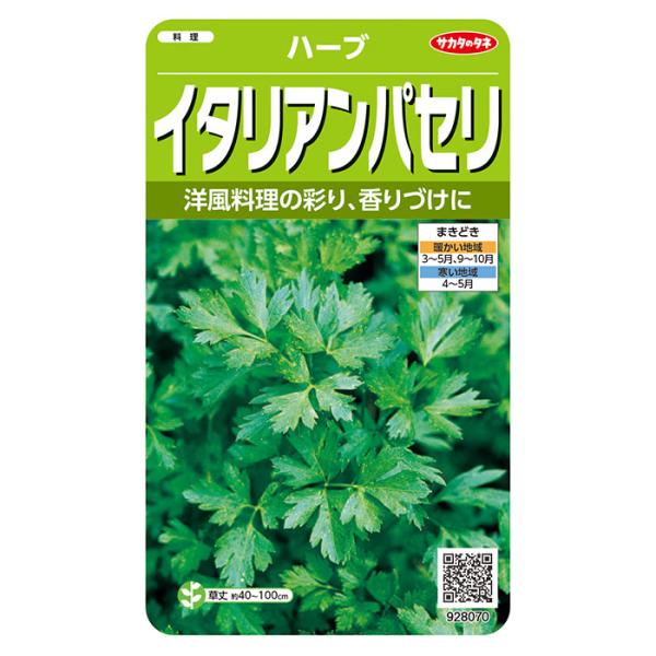 葉は縮れず平らで、強い香りと苦みがあり、洋風料理の風味づけとして利用されます。花壇やコンテナに植えてキッチンガーデンとして楽しみながら葉・茎を利用できる栄養価の高いハーブです。