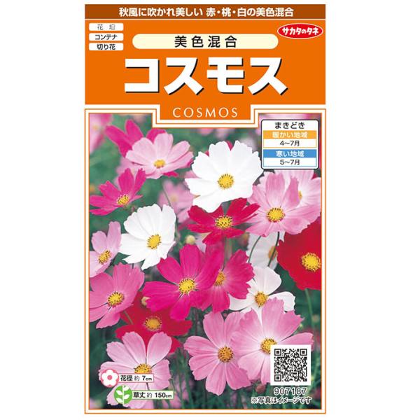 秋桜とも呼ばれ明治時代より日本人に親しまれてきたコスモス。赤・ピンク・白の花色がバランスよく咲いて秋の風情を演出します。