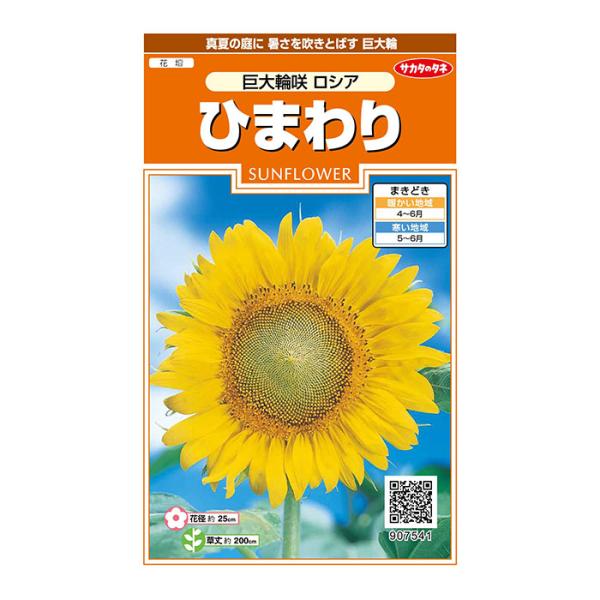 先端が明るい黄色をした巨大な花を1輪咲かせます。ロシアでは一般的に多く栽培されているのでこの名前が付きました。