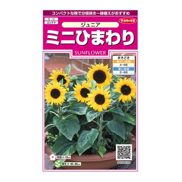 コンテナでも作りやすいわい性の一重咲きです。40〜60cmの草丈にしっかりした花を咲かせます。寄せ植えにもおすすめです。