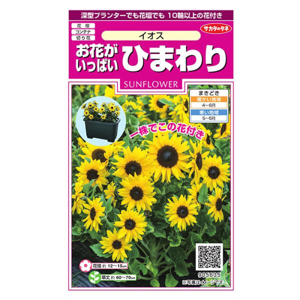 1株に10輪以上の花が付き、1番花が大きく咲きます。咲き終わった花はハサミなどで花首から切ることで、下枝についているつぼみが咲きやすくなります。比較的、揃って花が咲き見事です。