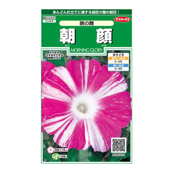 花径18cm前後にもなる迫力満点の超巨大輪暁シリーズ。つるがあまり伸びないので、あんどん仕立てに向いています。花色は鮮紅色に純白色の吹き掛け絞り、葉はセミ葉で涼しげな斑入りです。