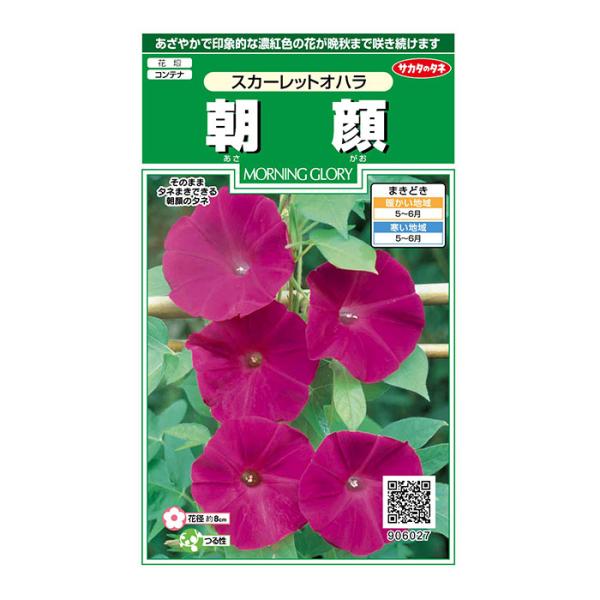 情熱的な濃紅色の花は、1花茎に3〜5輪ほど房状に付いて晩秋まで次々と咲き続けます。