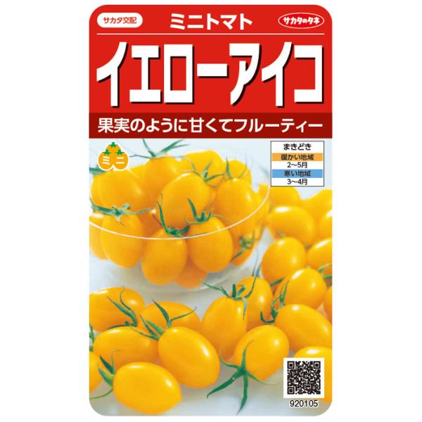 赤色のアイコと同様、肉厚でゼリーの少ない長卵型ミニトマトです。病気に強くて、果実の割れも少なく、実つきがよいので、たくさんとれます。房どりも可能です。
