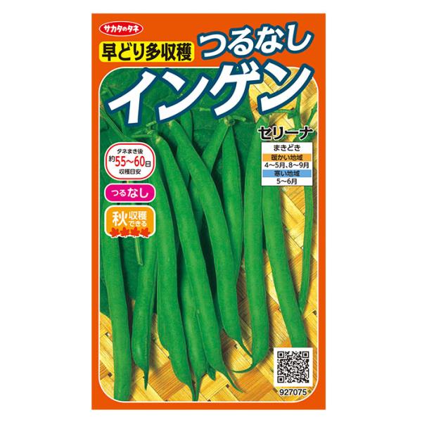 濃緑色をした丸莢で筋なし。長さのそろいも申し分ありません。草勢も旺盛で、初めての方でも作りやすい品種。商品名 つるなしインゲン　セリーナＪＡＮ 4974449270750内容量　　-ml粒数　　　 約60粒発芽率　　-%播き時【暖地】 4〜...