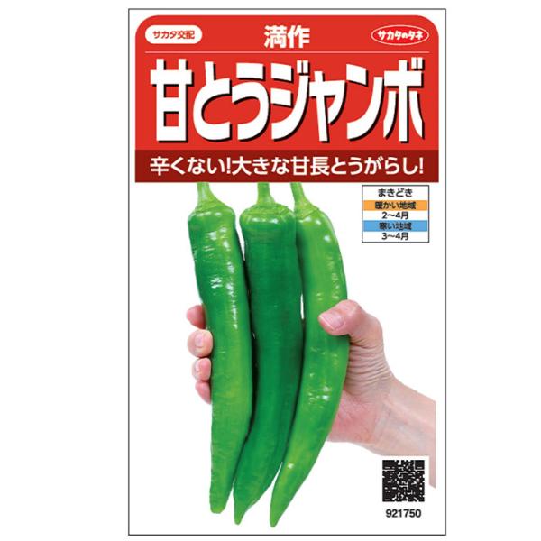 手のひらサイズのジャンボトウガラシです。炒め物などで大変おいしく食べられます。