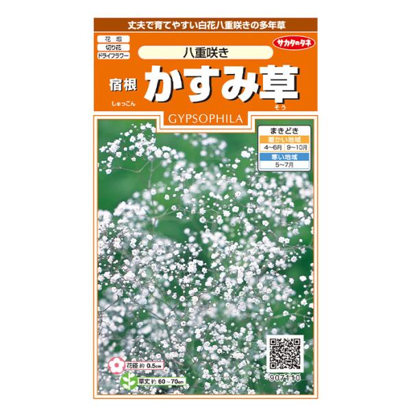 寒さに強く丈夫で育てやすい八重咲き率50％の宿根かすみ草です。2年目以降はよく分枝し大株になります。