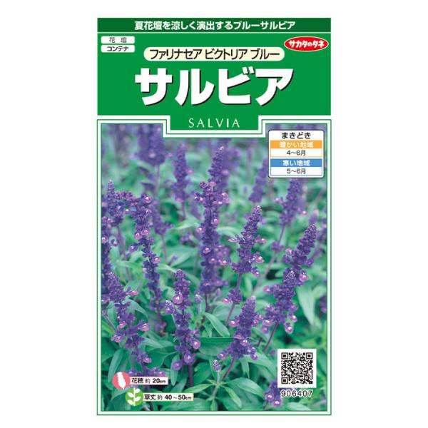 夏花壇を涼しく演出する上品な花色。ブルーサルビアとも呼ばれ、暑さに強く丈夫で作りやすい品種です。霜が降りるころまで咲き続けます。