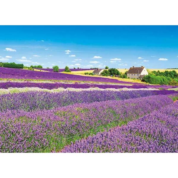-/-/500-291・イギリスのラベンダーフィールドは、夏に紫の花が一面に咲き誇る絶景スポット。 メイフィールドやヒッチングなどが有名、香り豊かな風景と穏やかな田園の雰囲気が魅力です。 写真映えする美しい景観が人々を癒します。