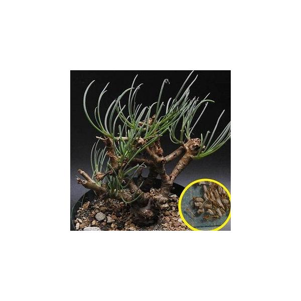 オトンナ・プロテクタ(Othonna protecta）の種子 :CDX-OTN-Othonna-protecta:多肉植物ワールド - 通販 ...