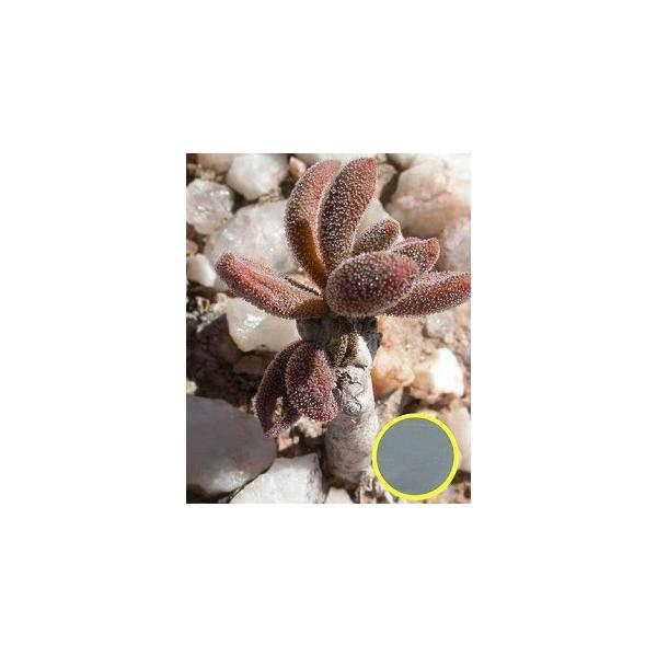 チレコドン・ピグマエウス（Tylecodon Pygmaeus）の種子 :CDX-TLC-Tylecodon-Pygmaeus:多肉植物 ...