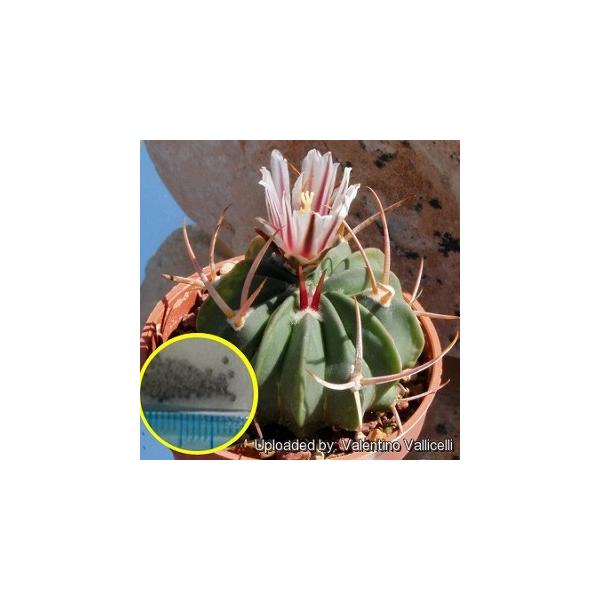 エキノフォスロカクタス 竜剣丸(Echinofossulocactus coptonogonus)の種子 :CTS-EFC-Echinofossulocactus-coptonogonus ...