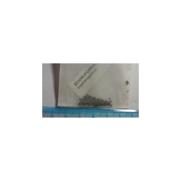 エキノフォスロカクタス 竜剣丸(Echinofossulocactus coptonogonus)の種子 :CTS-EFC-Echinofossulocactus-coptonogonus ...