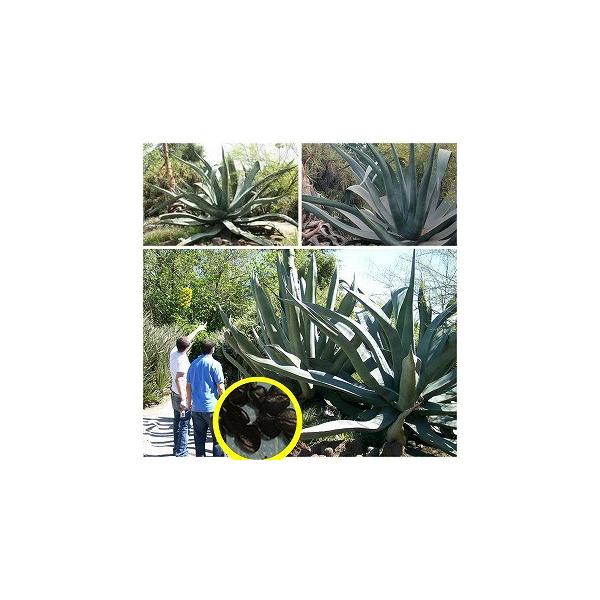 巨大アガベ マピサガ Agave mapisaga の種子 ついに入荷