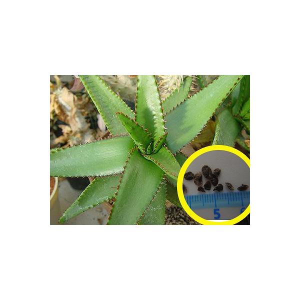 種子10粒 アロエ マクロクラダ(Aloe macroclada) | 多肉植物ワールド | SitePromo