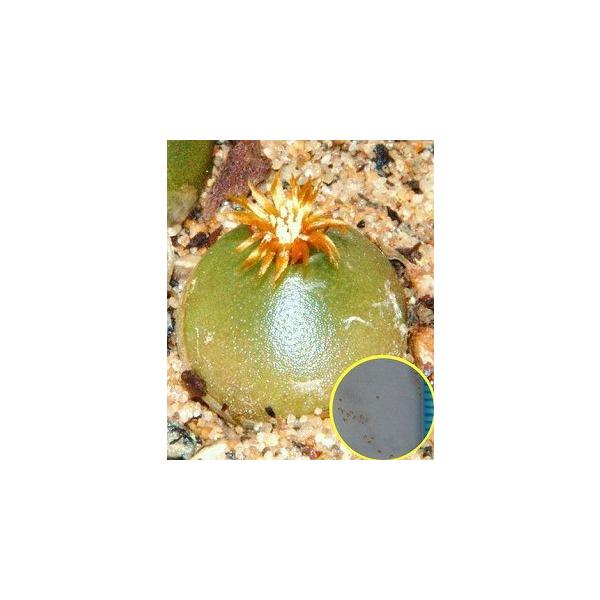 コノフィツム・ハンメリー(Conophytum hammeri)の種子 :SUC-CPH-Conophytum-hammeri:多肉植物 ...