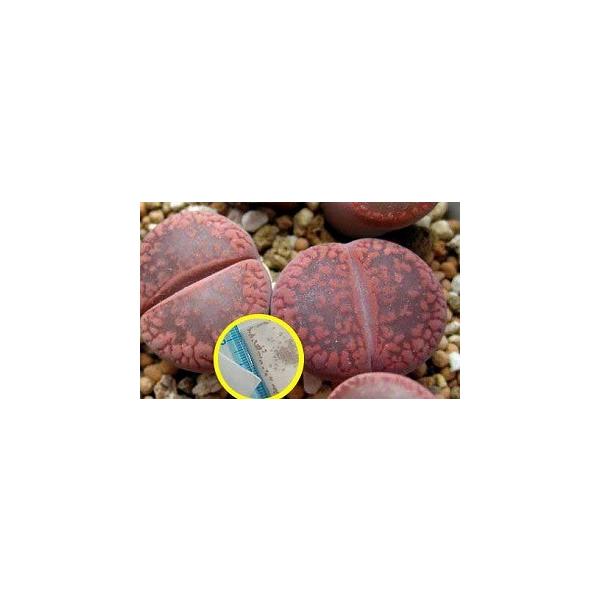 リトープス 日輪玉 'ルーデスヘイム・ルビー'(Lithops aucampiae 'Rudesheim Ruby’)の種子 :SUC-LTP ...