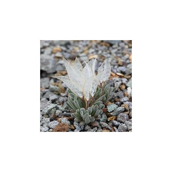 アネルソニア ユーリカルパ(Anelsonia Eurycarpa) (ダガーポッド Daggerpod) 種子 :SUC-XXX ...