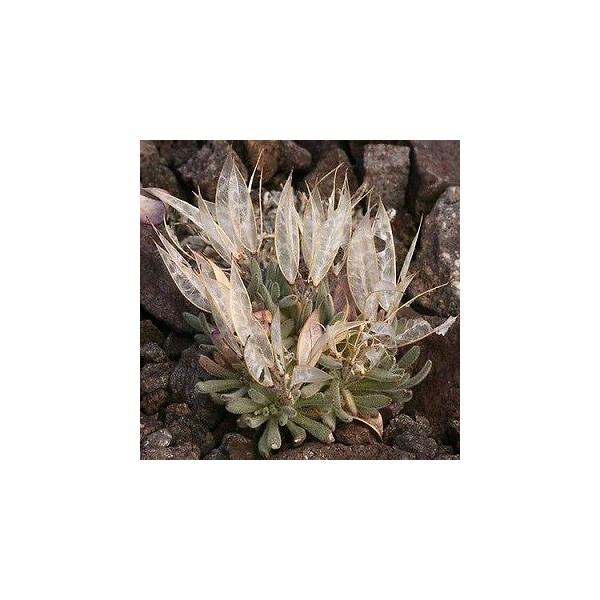 アネルソニア ユーリカルパ(Anelsonia Eurycarpa) (ダガーポッド Daggerpod) 種子 :SUC-XXX ...