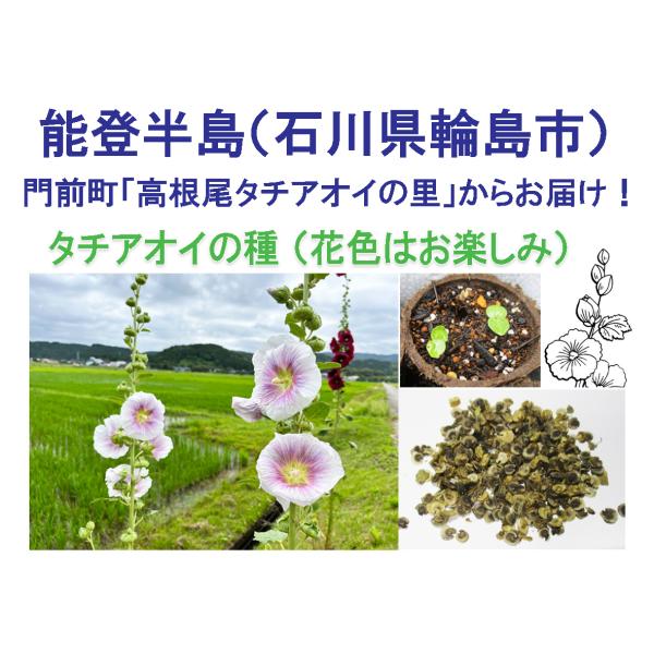 令和６年１月１日に甚大な被害を受けた輪島市門前町の高根尾より能登半島の石川県輪島市門前町の名所「高根尾タチアオイの里」2023年採種のタチアオイの種３０〜４０粒ほどです。豪雨災害でもタチアオイの田んぼに甚大な被害が出てしまいました。みんなで...