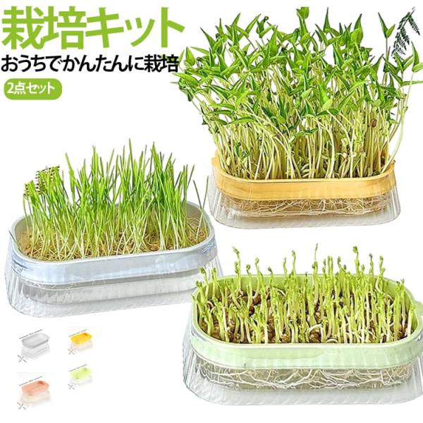 商品名:ブロッコリースプラウト 栽培キット 透明 栽培容器２個 もやし 野菜 育てる 水耕栽培 初心者 キッチン 室内栽培 おうち菜園 コンパクト グリーンインテリア                            商品説明:栽培キッ...