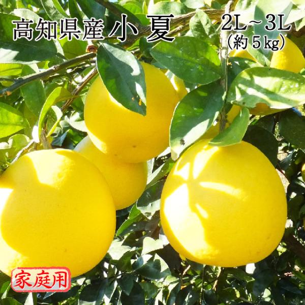 高知県を代表する特産品のひとつで、4〜5月に旬を迎える初夏の柑橘になります。 高知では小夏と呼ばれるこの柑橘は、 宮崎県では日向夏、愛媛県ではニューサマーオレンジと呼ばれています。小夏は1820年に宮崎市の真方安太郎氏の庭で発見されたゆずの...